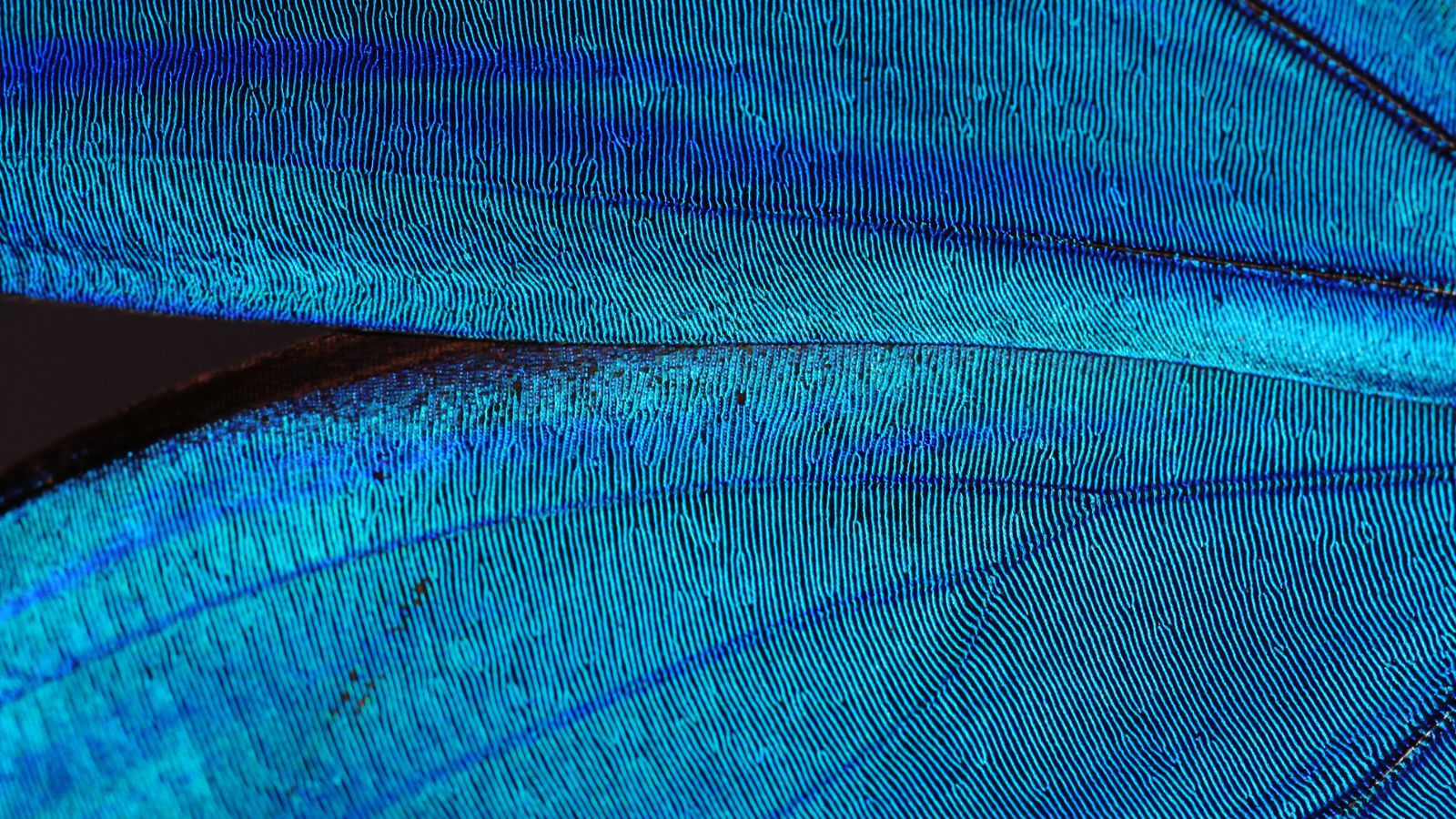 Argos Myriad: Controlled Crowdsourcing for Large-Scale Data Annotation ...